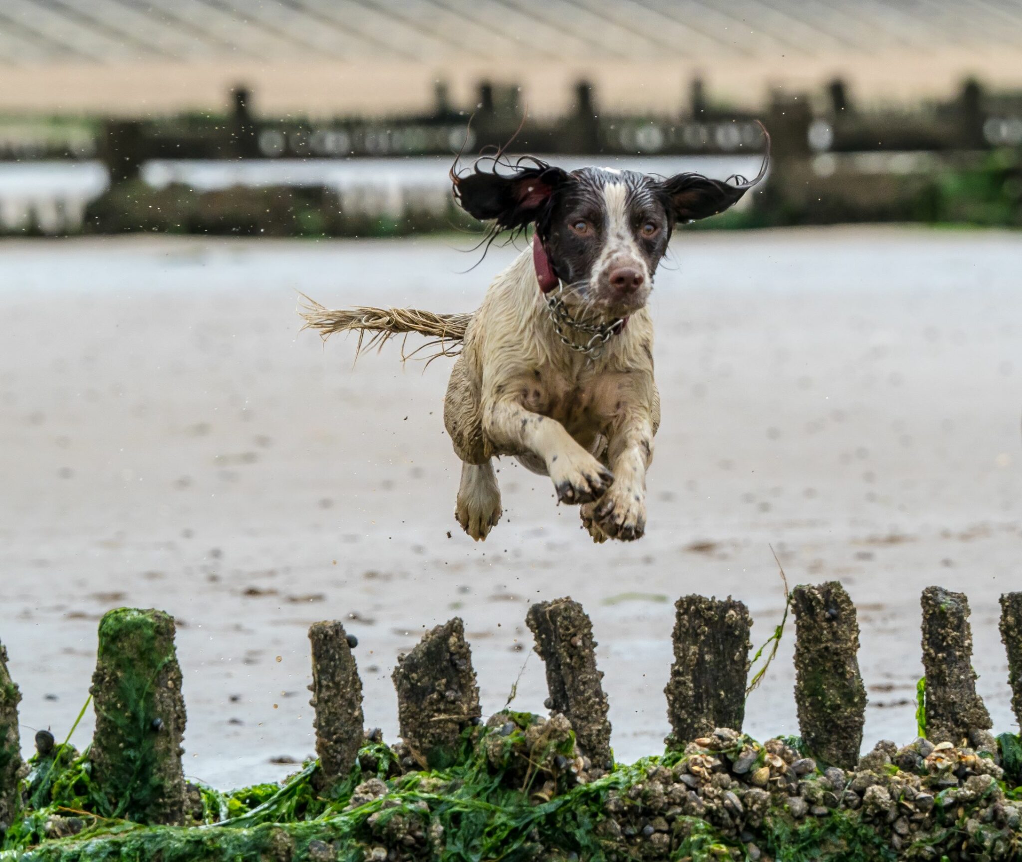 Ear cleaning tips for your dog | PetExx